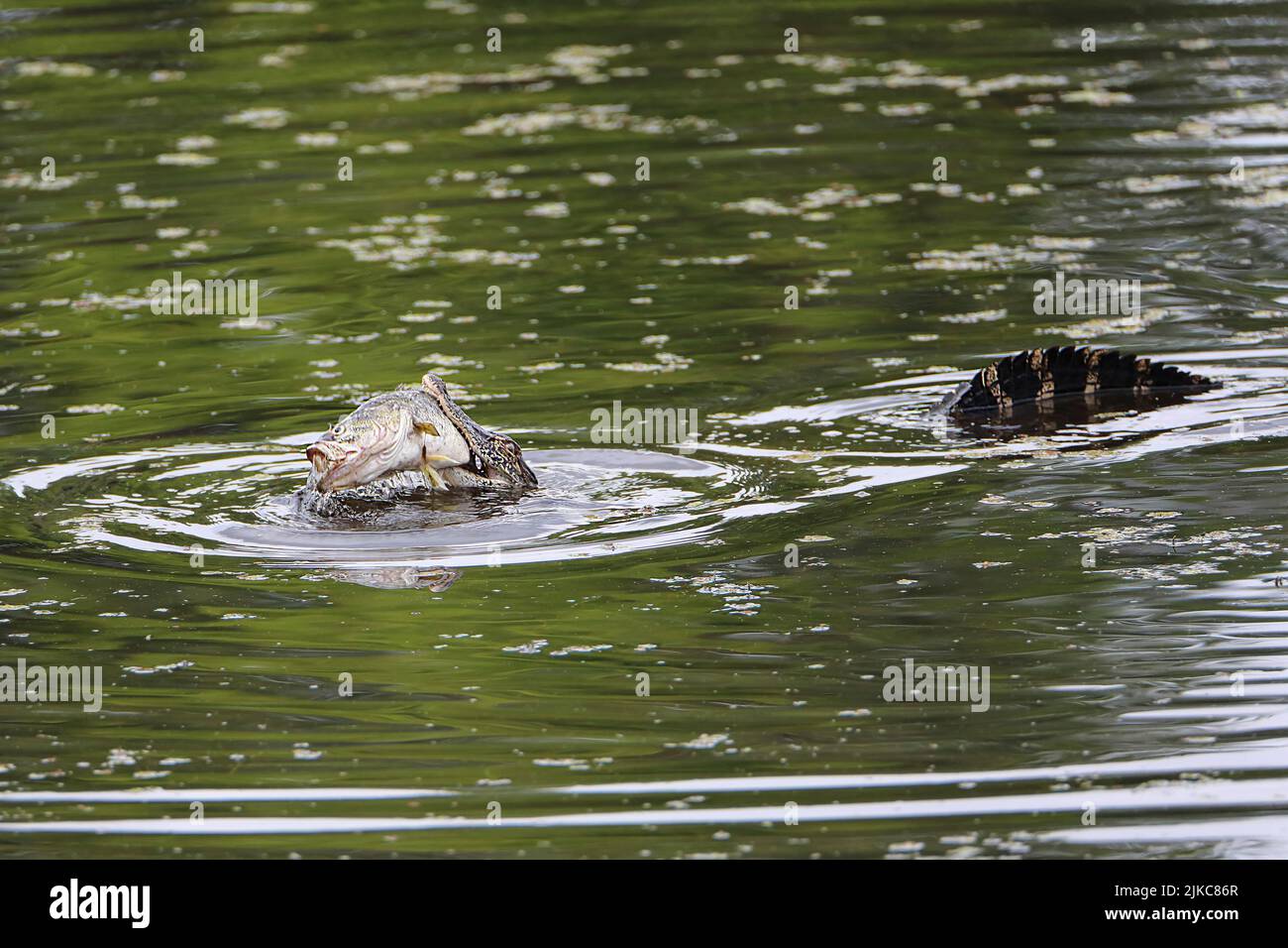 A scary crocodile in lake hunting a fish Stock Photo - Alamy