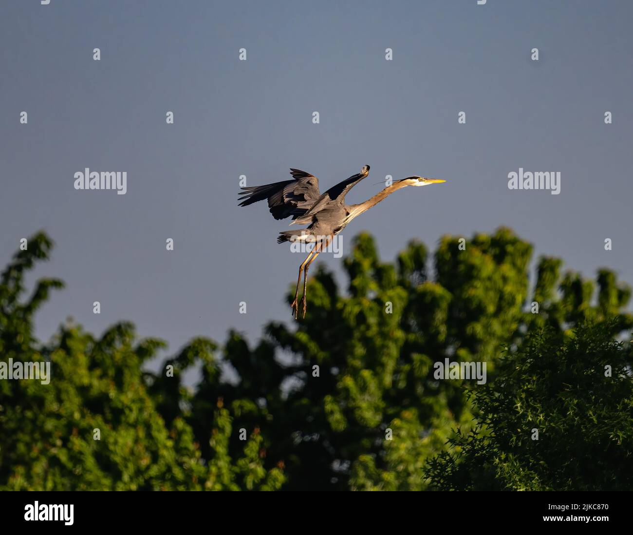 Crane flying over forest hi-res stock photography and images - Alamy