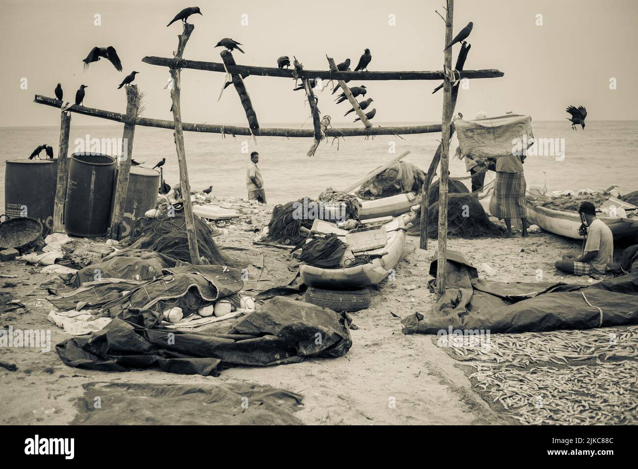 fish market | fisherman | fish | sri lanka | negombo | old | boat fish ...