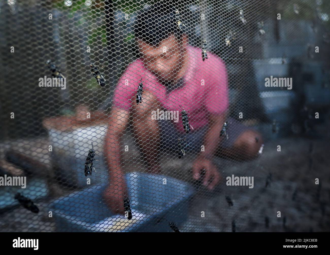 Maggot farming hi-res stock photography and images - Alamy