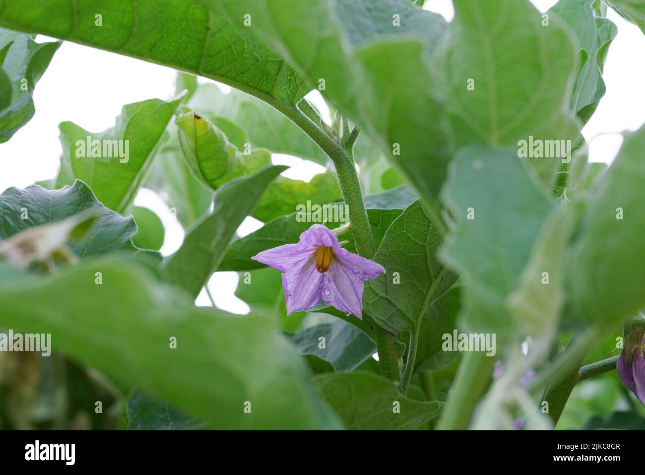 eggplant growing in garden. Organic vegetable farm Stock Photo - Alamy