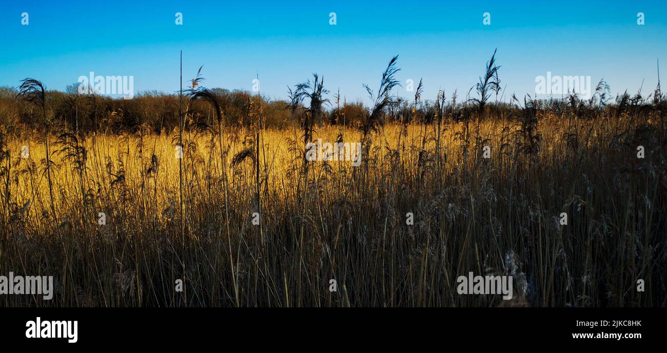 A closeup shot of reeds (Phragmites) on the lake shore Stock Photo - Alamy