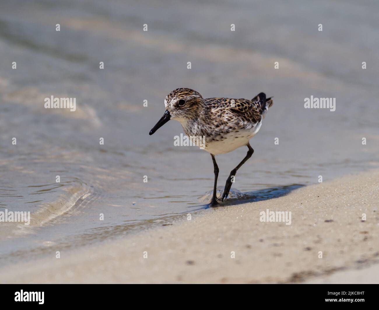 A closeup shot of a tiny sanderling (Calidris alba) on the sandy ...