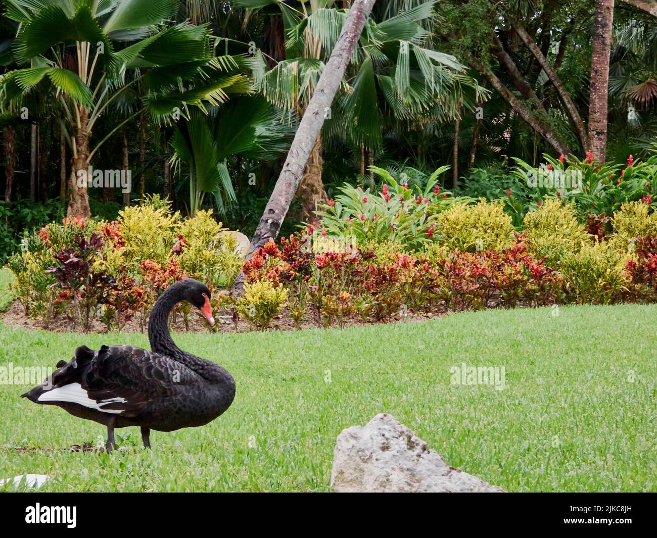 A beautiful black swan walking around in nature on a sunny day Stock ...