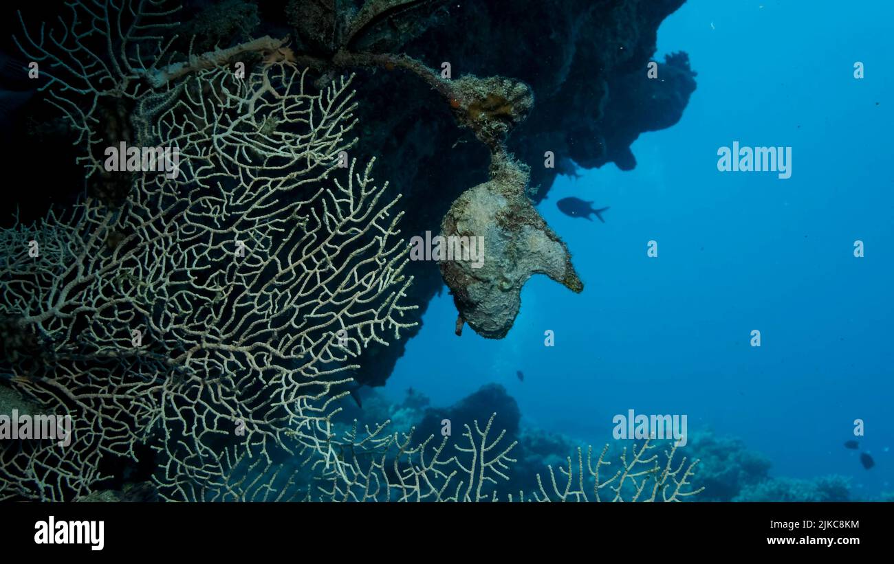 Bivalve mollusc Winged Oysters (Pteria aegyptiaca) on Soft coral Giant ...