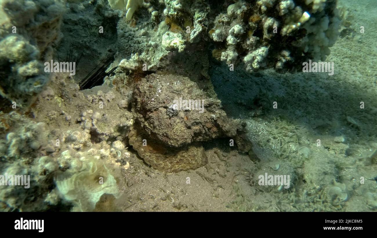 Close-up of the Stonefish on coral reef. Reef Stonefish (Synanceia ...