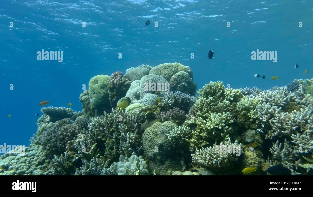Colorful tropical fishes and beautiful coral reef on blue water ...