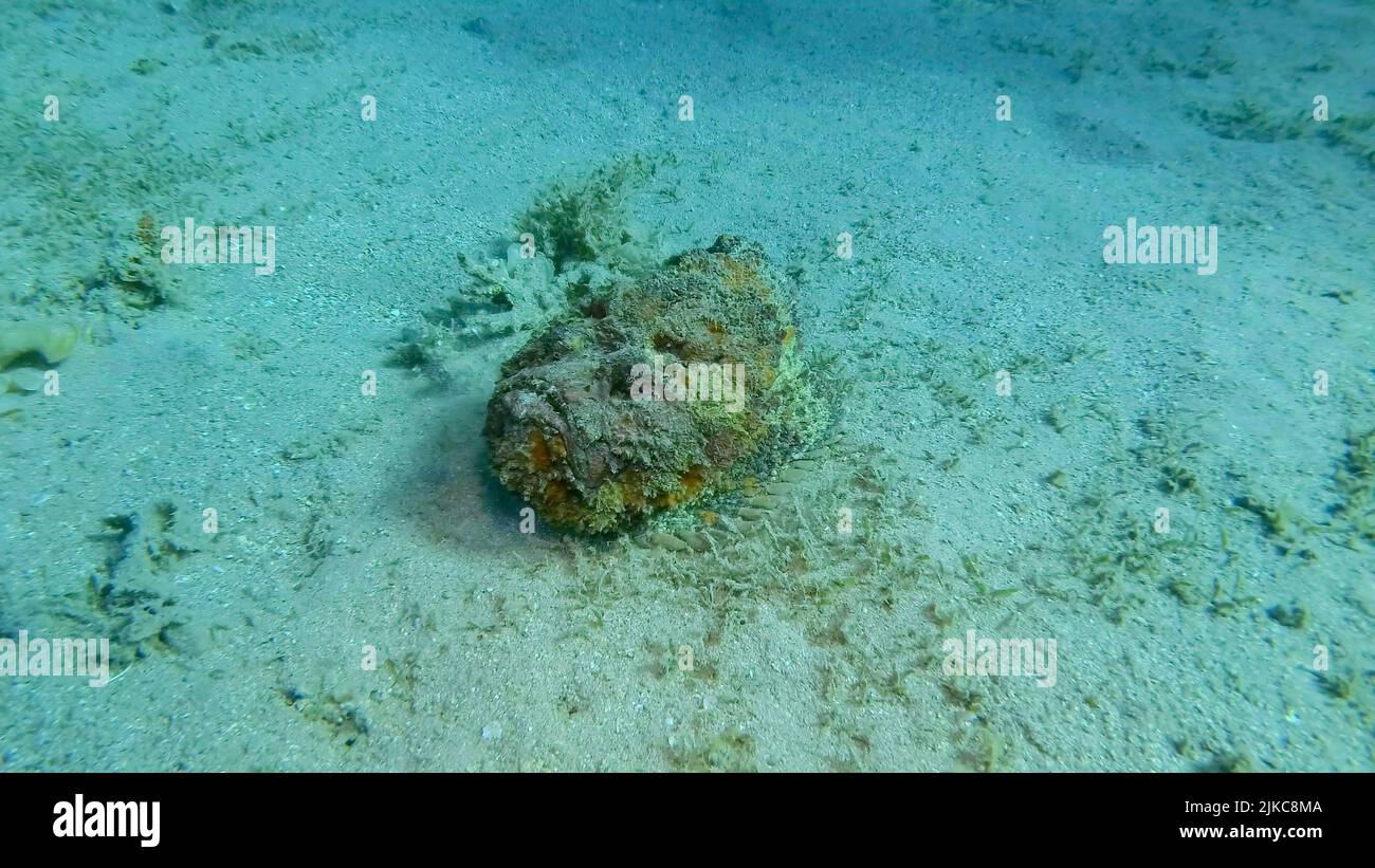 Close-up of the Stonefish lies on sandy bottom covered with green ...
