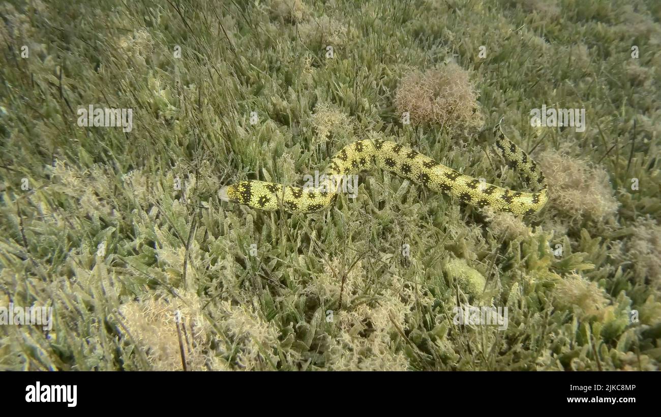 Moray eel swims on reef hi-res stock photography and images - Alamy