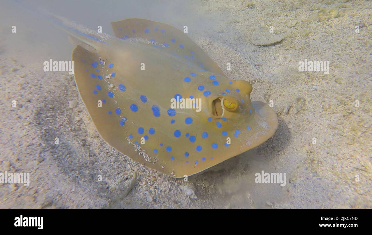 Stingray actively digs sandy bottom in search of food. Blue-spotted ...
