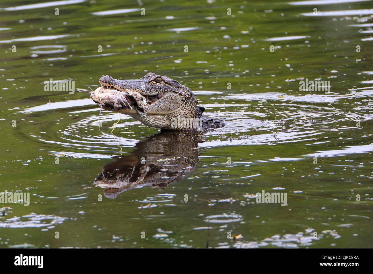 A scary crocodile in the lake a hunted fish in the mouth Stock Photo ...