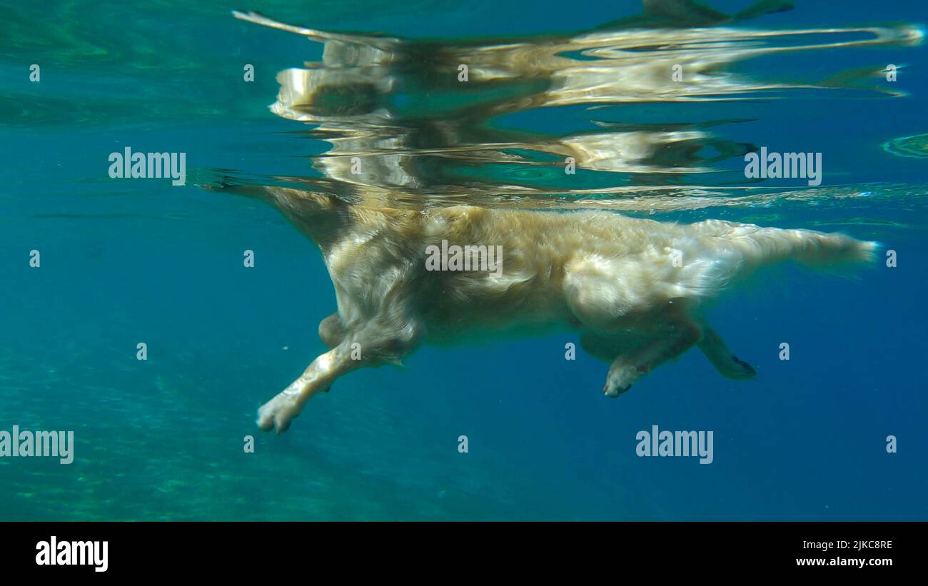 Animals that swim hi-res stock photography and images - Alamy