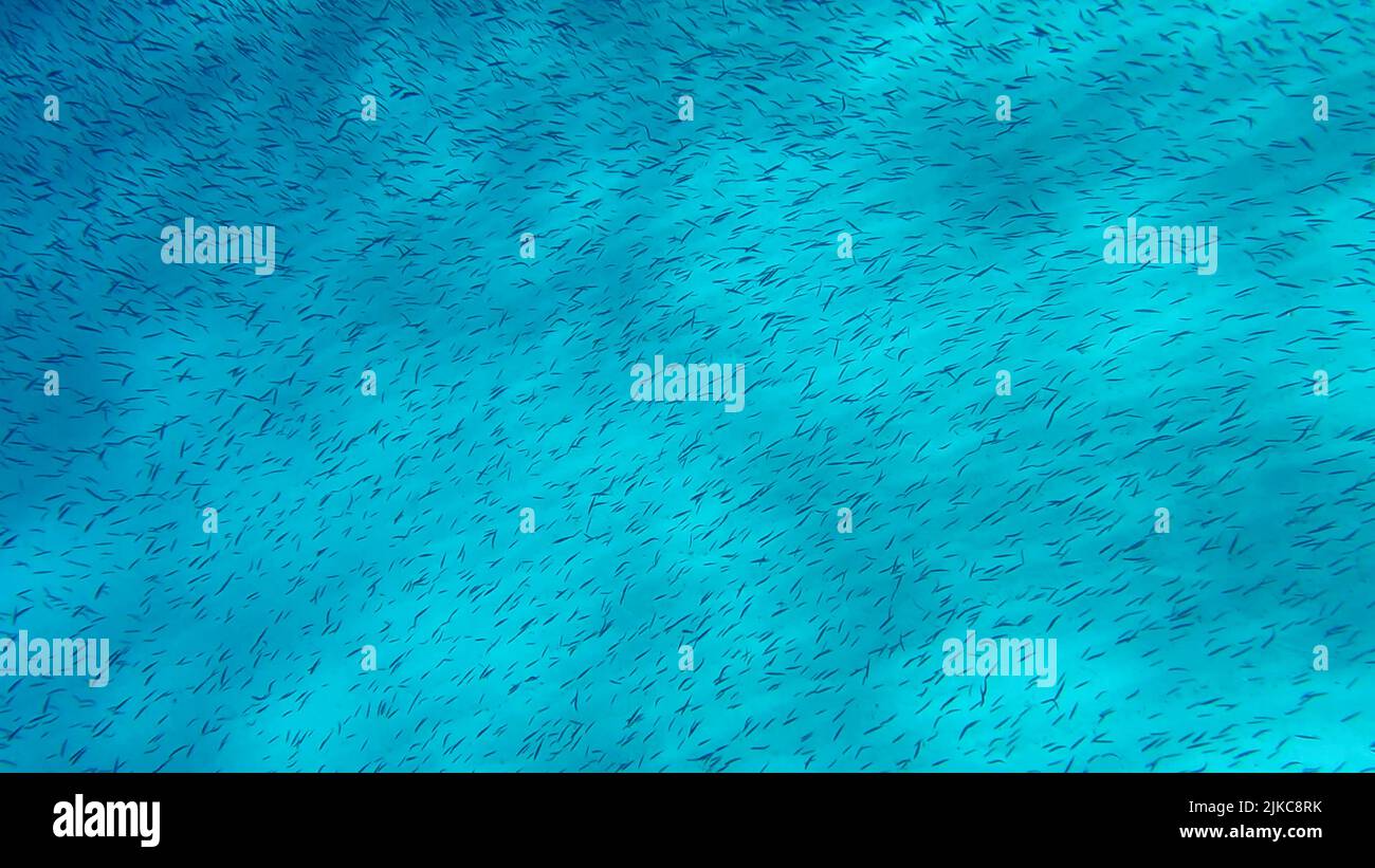 Shoal little silver fishes hi-res stock photography and images - Alamy