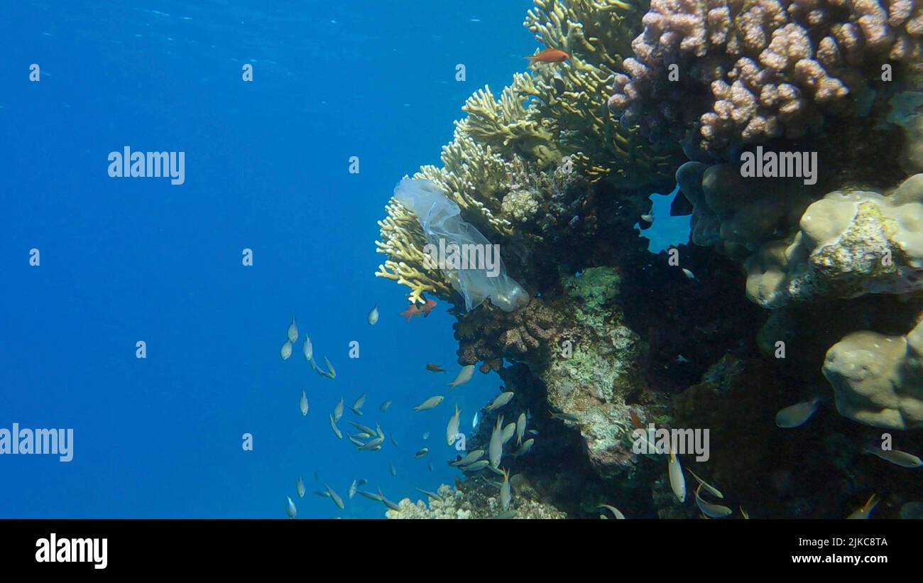 Plastic pollution of the Ocean, a discarded wtite plastic bag on ...
