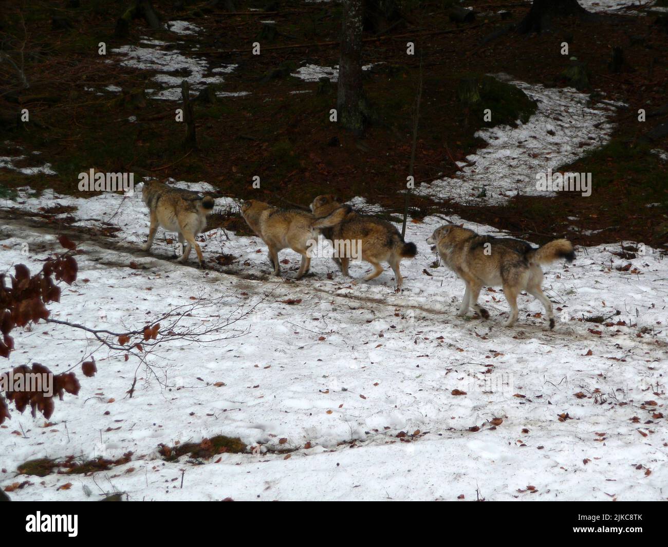 Pack of wolves (Canis lupus) in wintertim Stock Photo - Alamy
