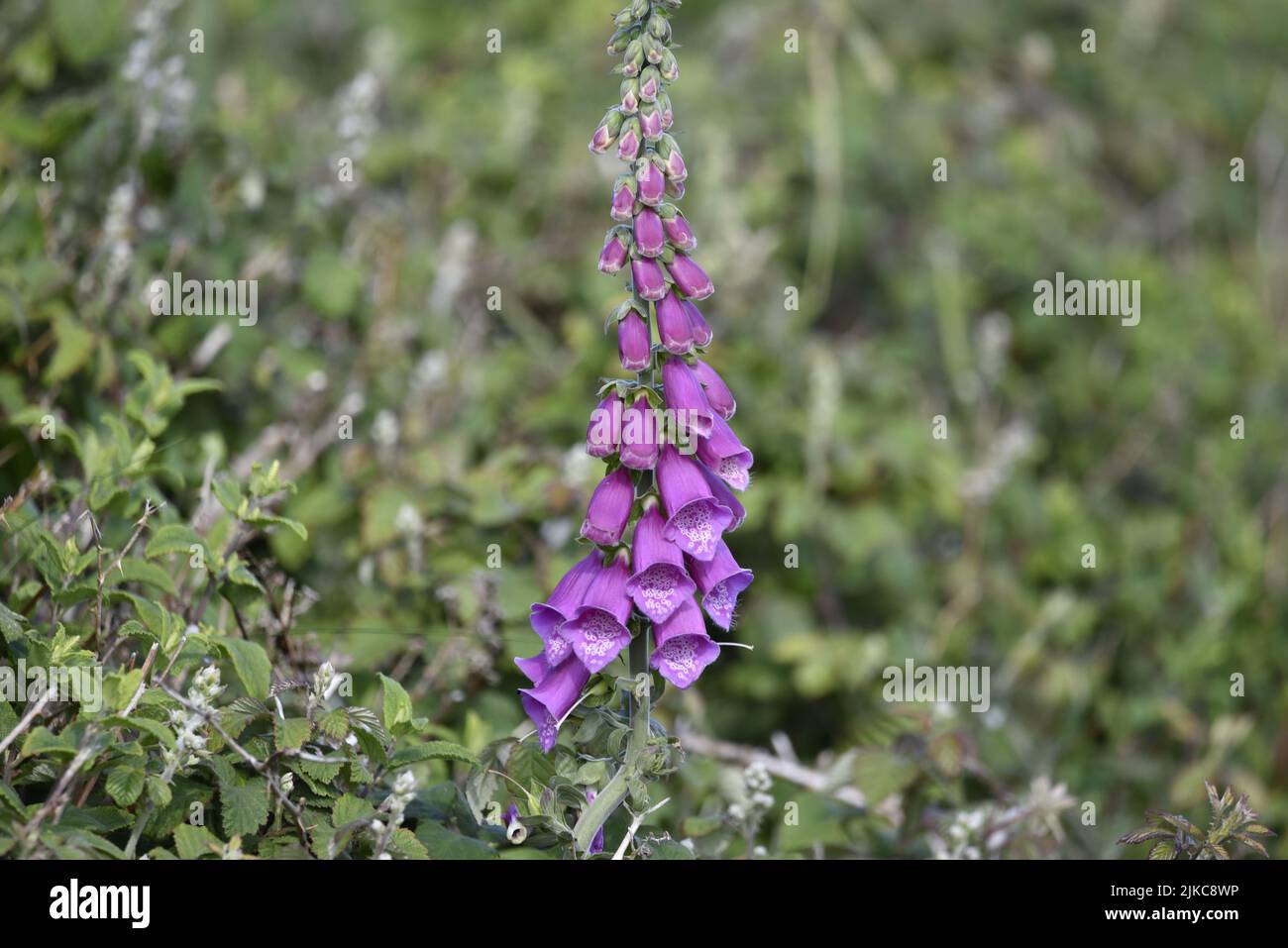 Purple Foxglove (Digitalis purpurea) with Open Tubes Head and Stem, in ...