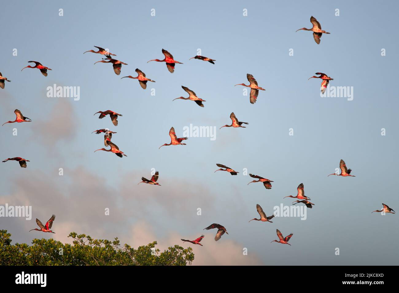 A flock of pink flamingos flying on a cloudy sky background Stock Photo ...