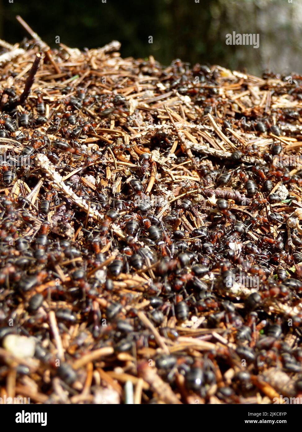 Anthill winter hi-res stock photography and images - Alamy