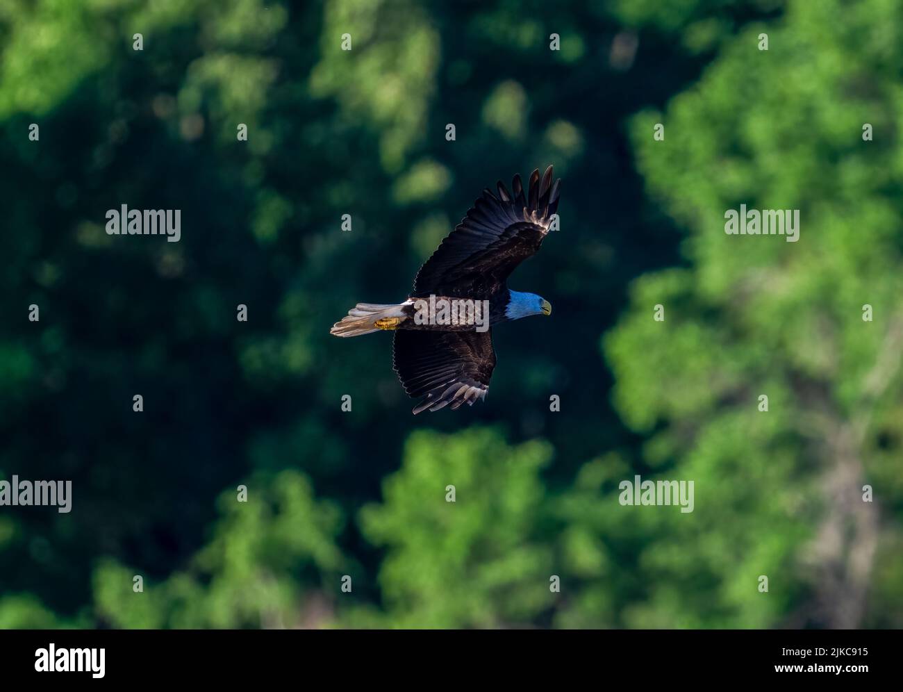 A selective focus of a beautiful hawk flying on a lush green tree ...