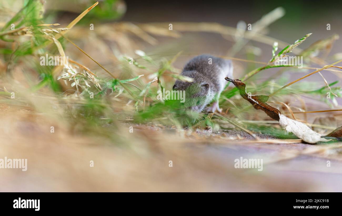 A selective focus of lesser white-toothed shrew on a dry grass Stock ...