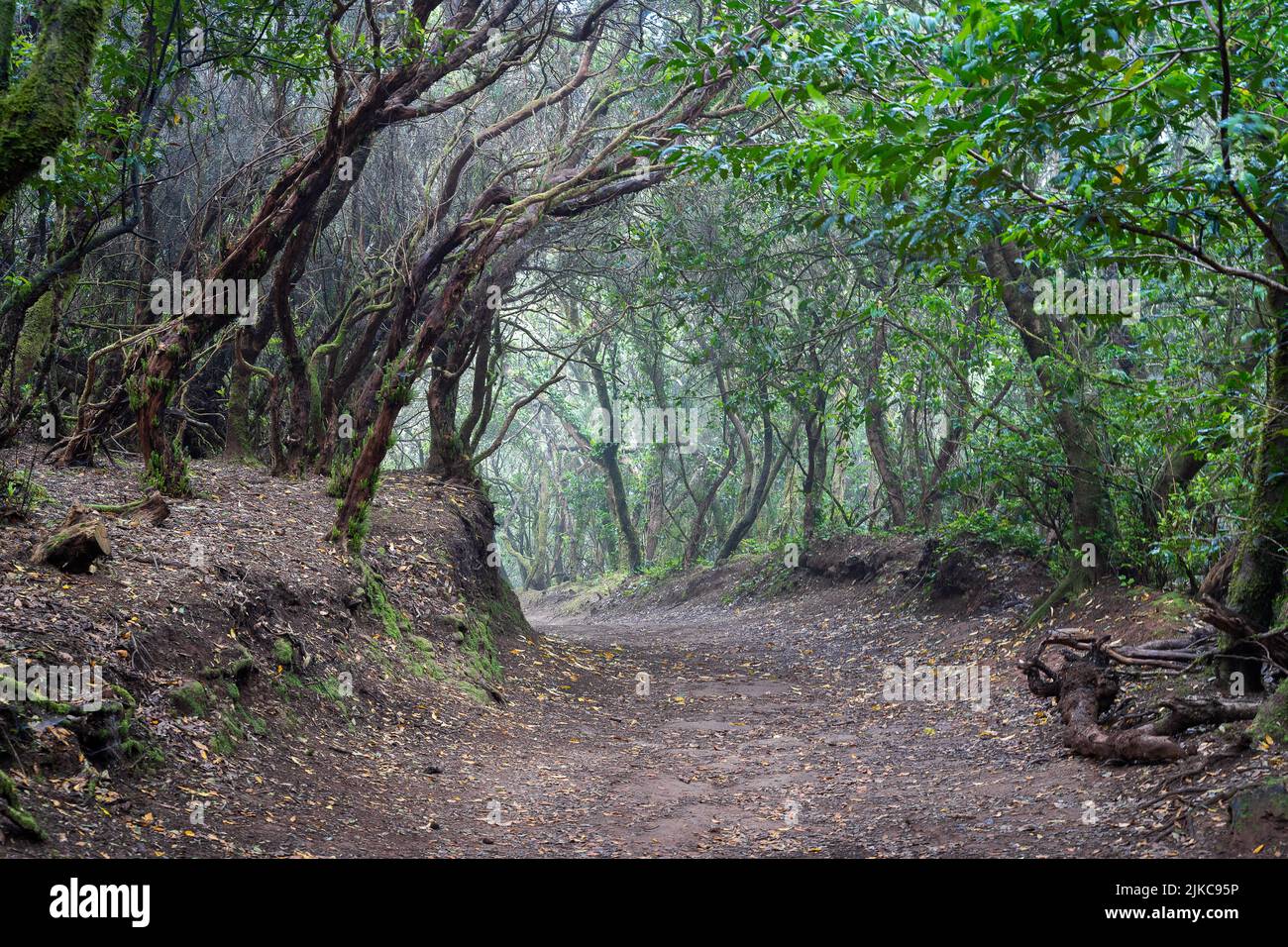 A walking trail through the Senderos de Los Sentidos in Anaga Rural ...