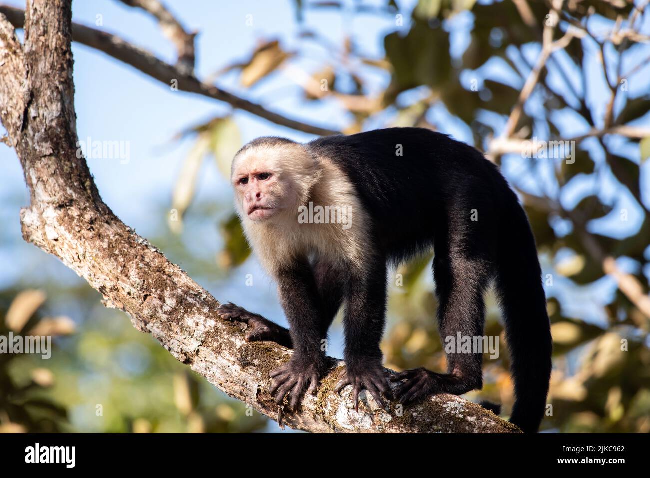 A capuchin monkey on a tree in its natural habitat Stock Photo - Alamy