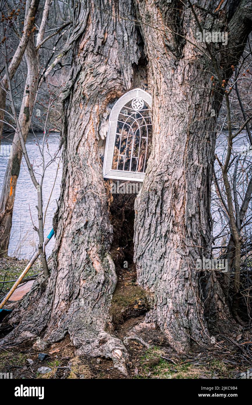 A vertical shot of a mysterious doorway in a tree -a portal to another ...
