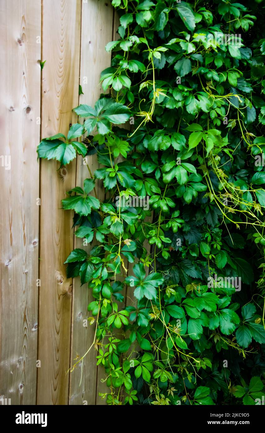 Vine fence hi-res stock photography and images - Alamy