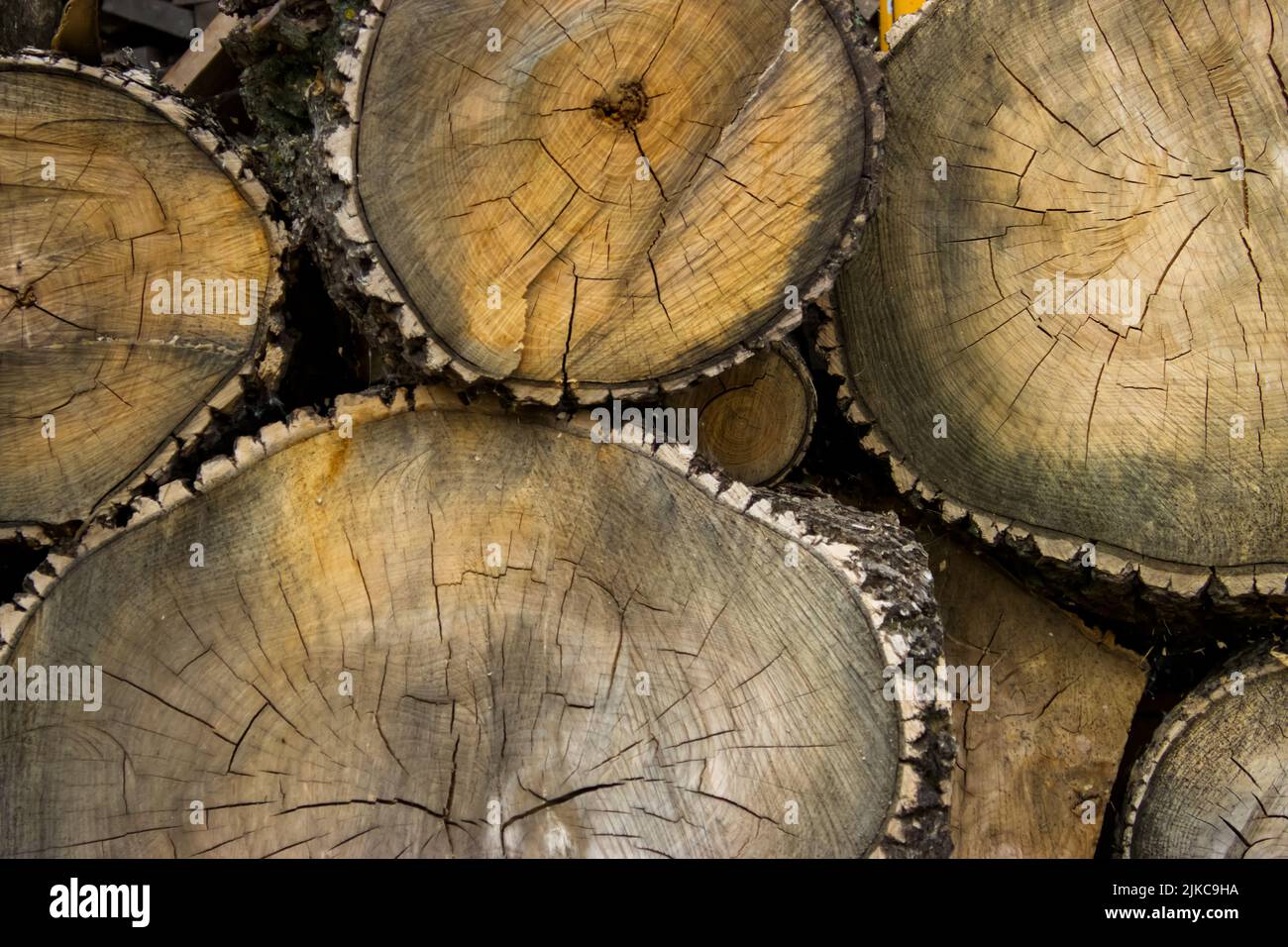 Close up of the cross section of wood stumps in a pile Stock Photo - Alamy