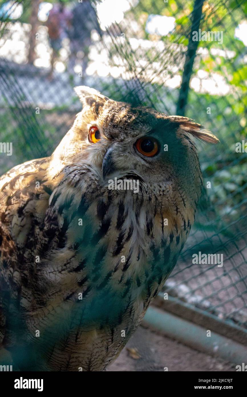 A closeup of an owl in a cage Stock Photo - Alamy