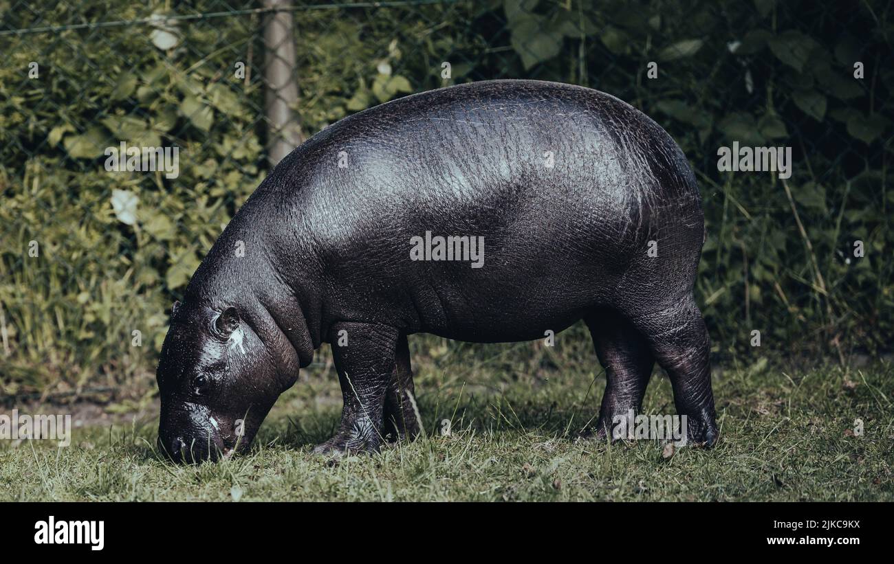 A black pygmy hippopotamus eating grass Stock Photo - Alamy