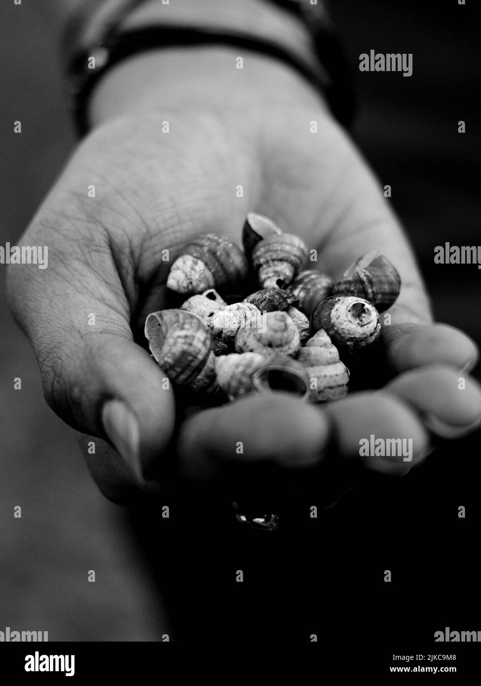 A grayscale closeup shot of a small shells in a female hand Stock Photo ...