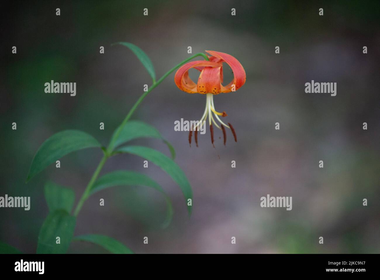 A selective focus of a Cluster Lily flower blooming in a garden Stock ...