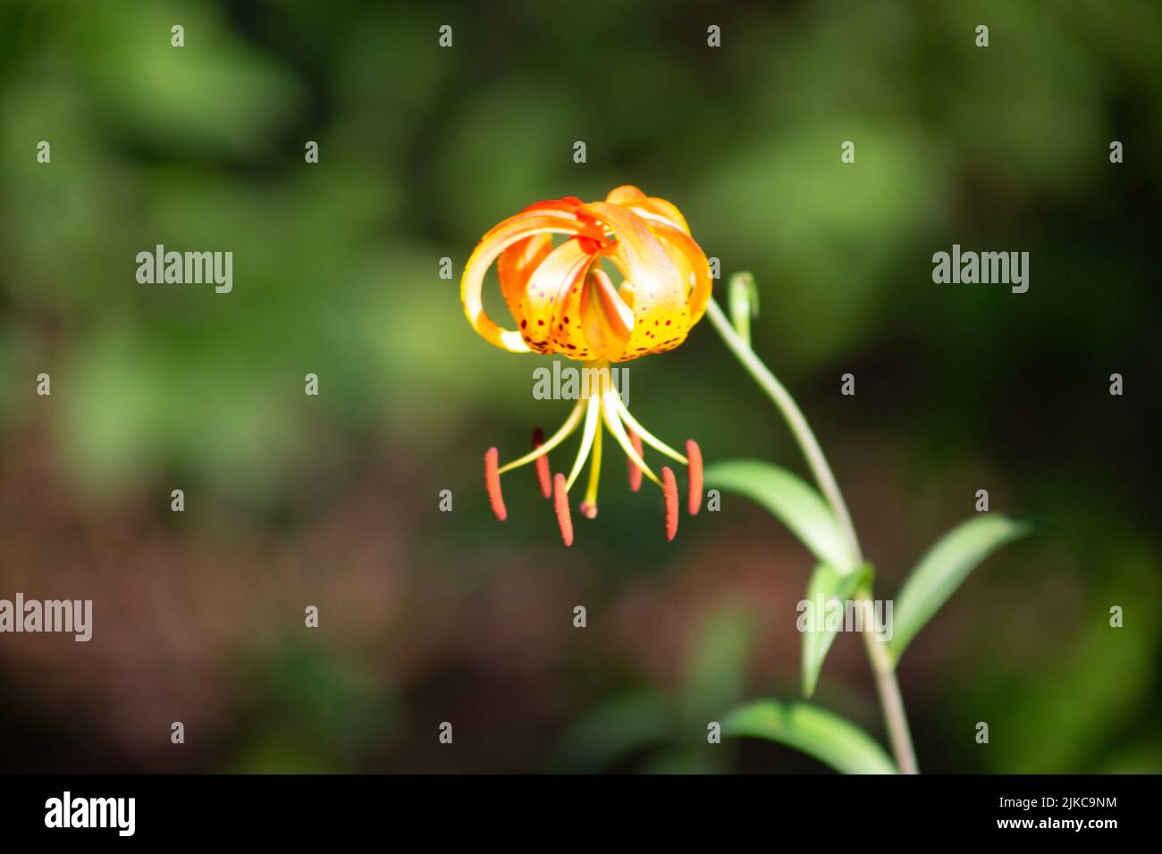 A selective focus of a Cluster Lily flower blooming in a garden Stock ...