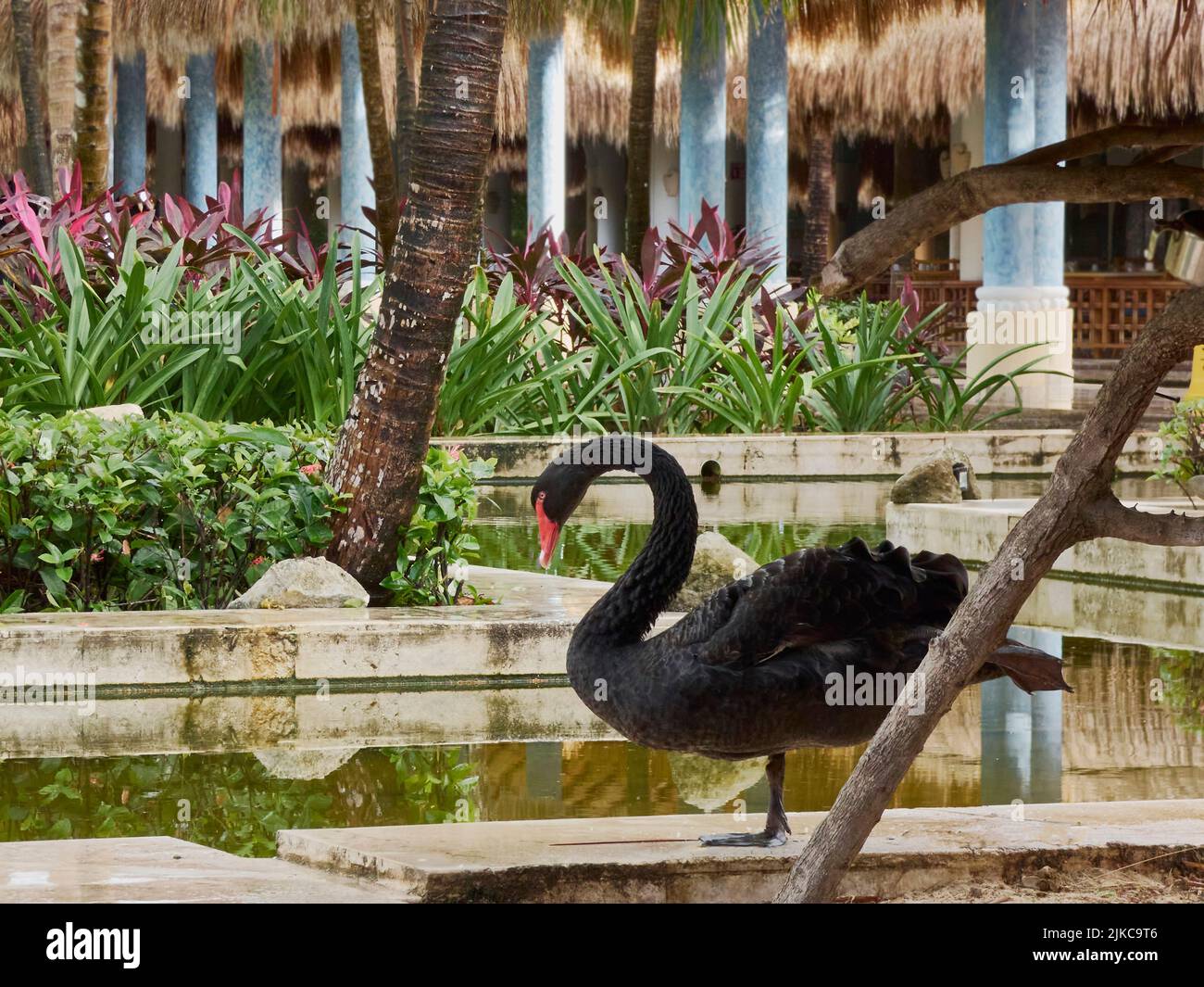 Black swan walking hi-res stock photography and images - Alamy