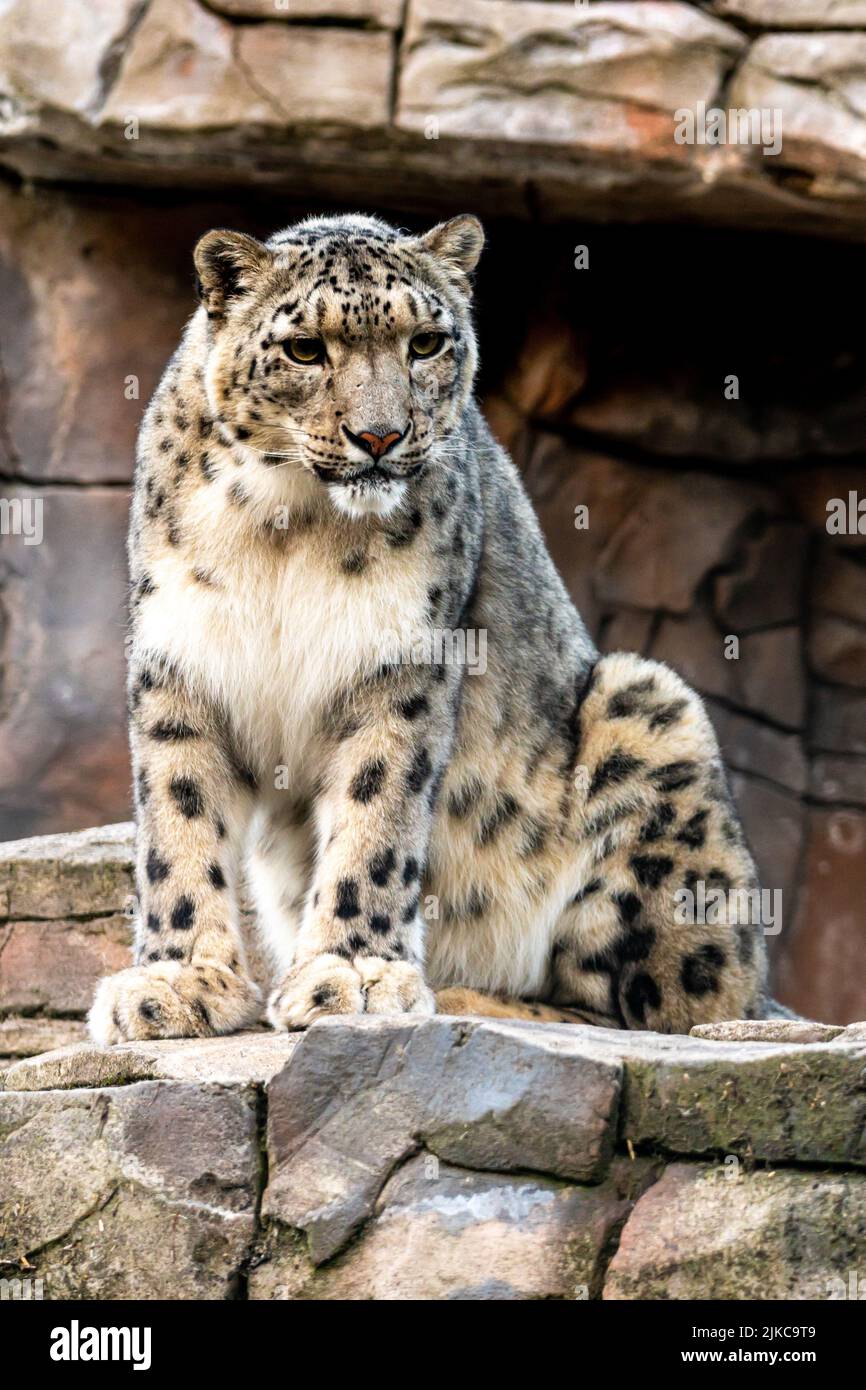 The snow leopard (Panthera uncia) sitting on stones looking aside Stock Photo - Alamy