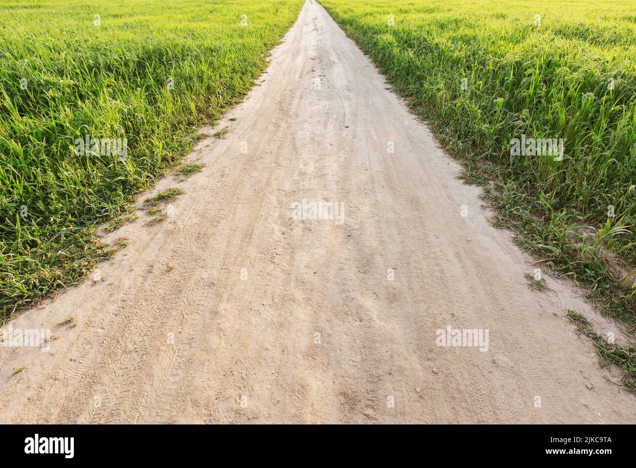 Dry road in the field at sunset Stock Photo - Alamy