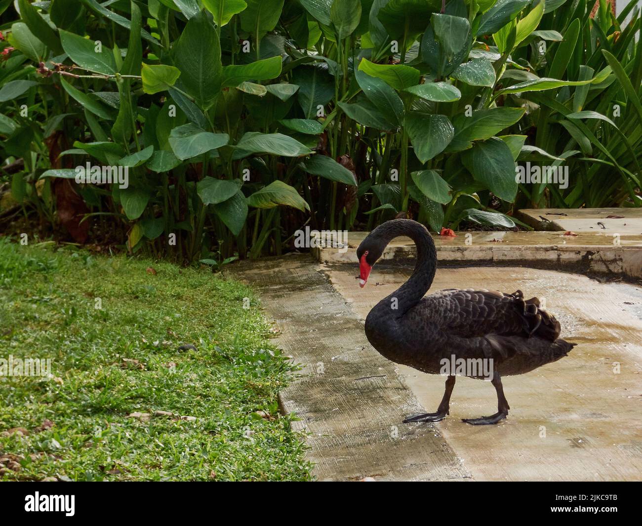 The beautiful black swan or Cygnus atratus captured in nature alone ...