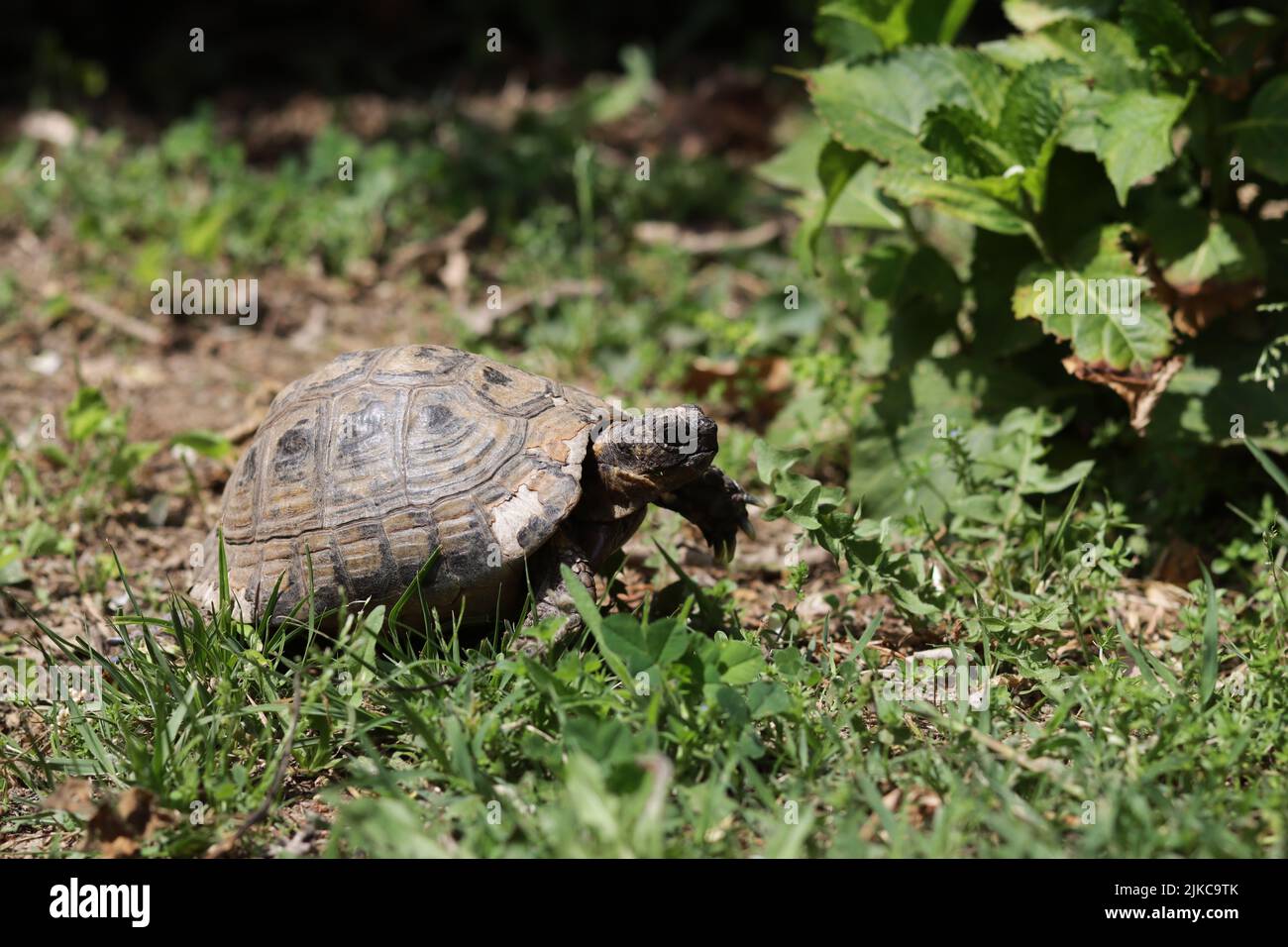 The close-up of a small turtle in the garden in the south of France ...