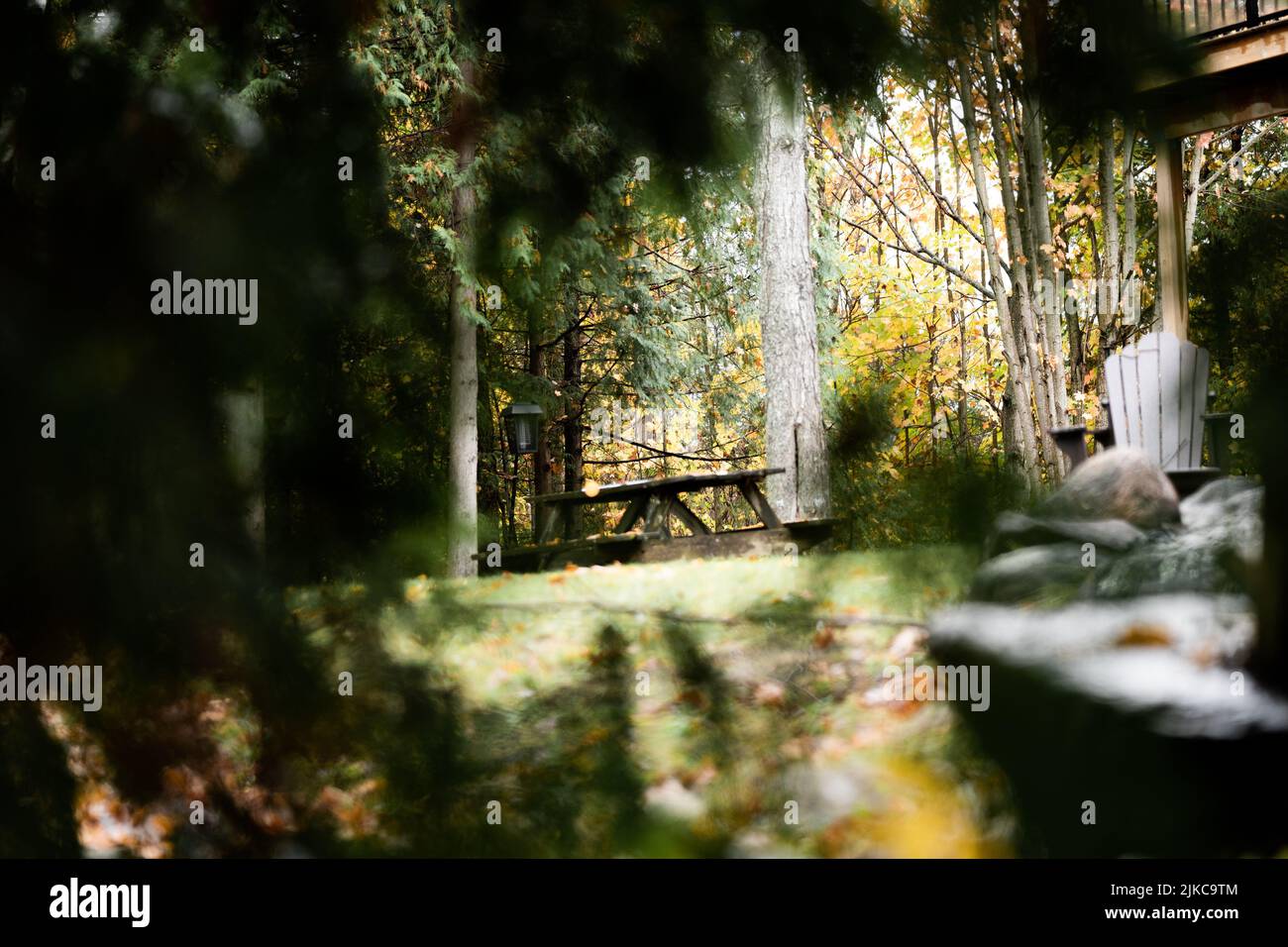 A glance at a backyard with a picnic table through trees Stock Photo ...