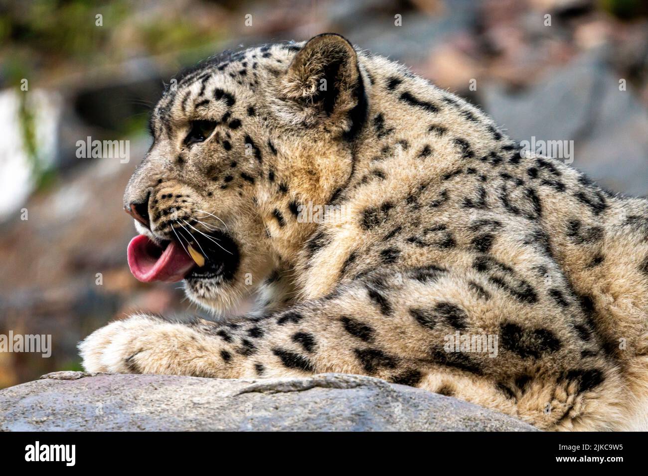 A Portrait of Snow leopard (Panthera uncia) lying and yawning Stock ...