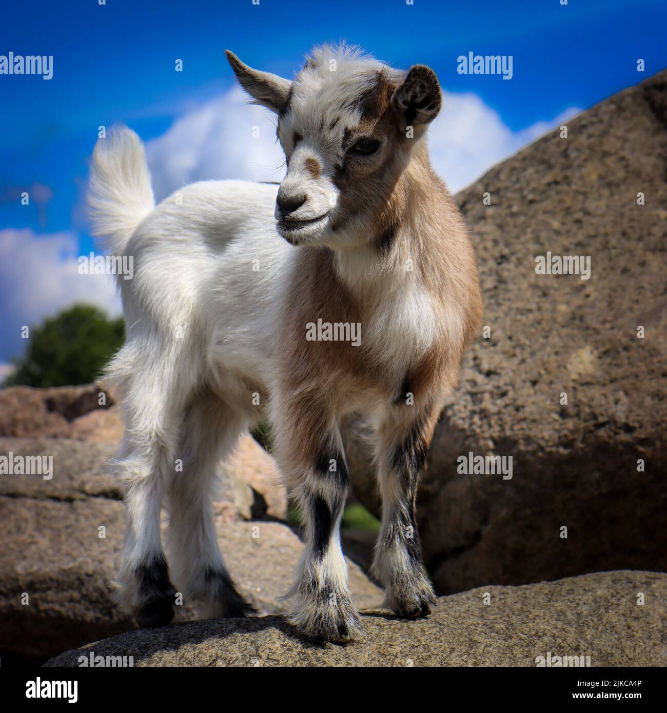 A cute, fluffy baby goat standing on the rocks, can be used for a ...