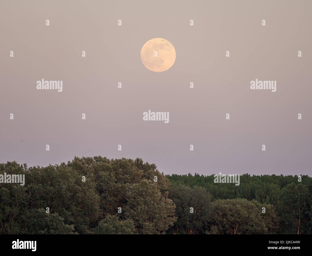 A beautiful moon above evergreen trees Stock Photo - Alamy