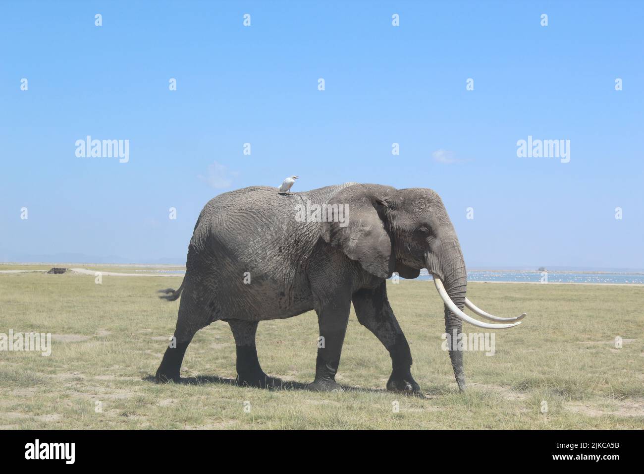 Elephant bird back hi-res stock photography and images - Alamy