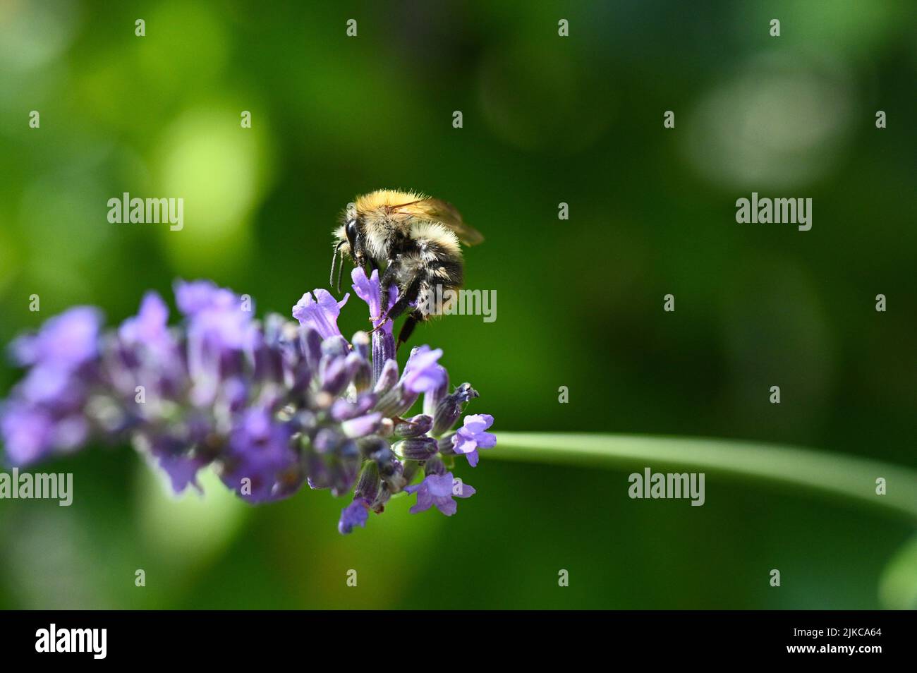 A close-up shot of a bumblebee collecting honey from lavender in a ...
