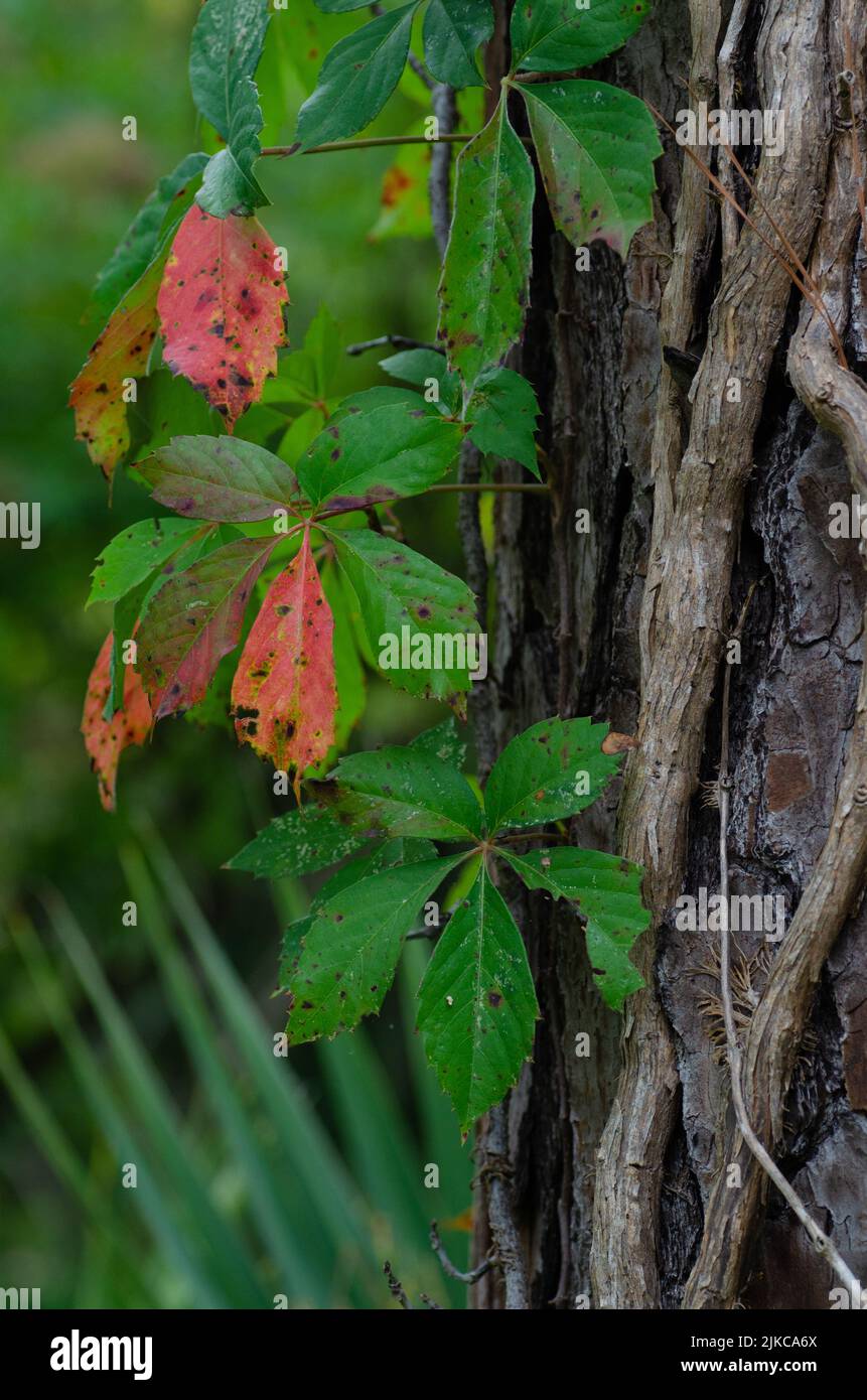 Virginia pine tree hi-res stock photography and images - Alamy