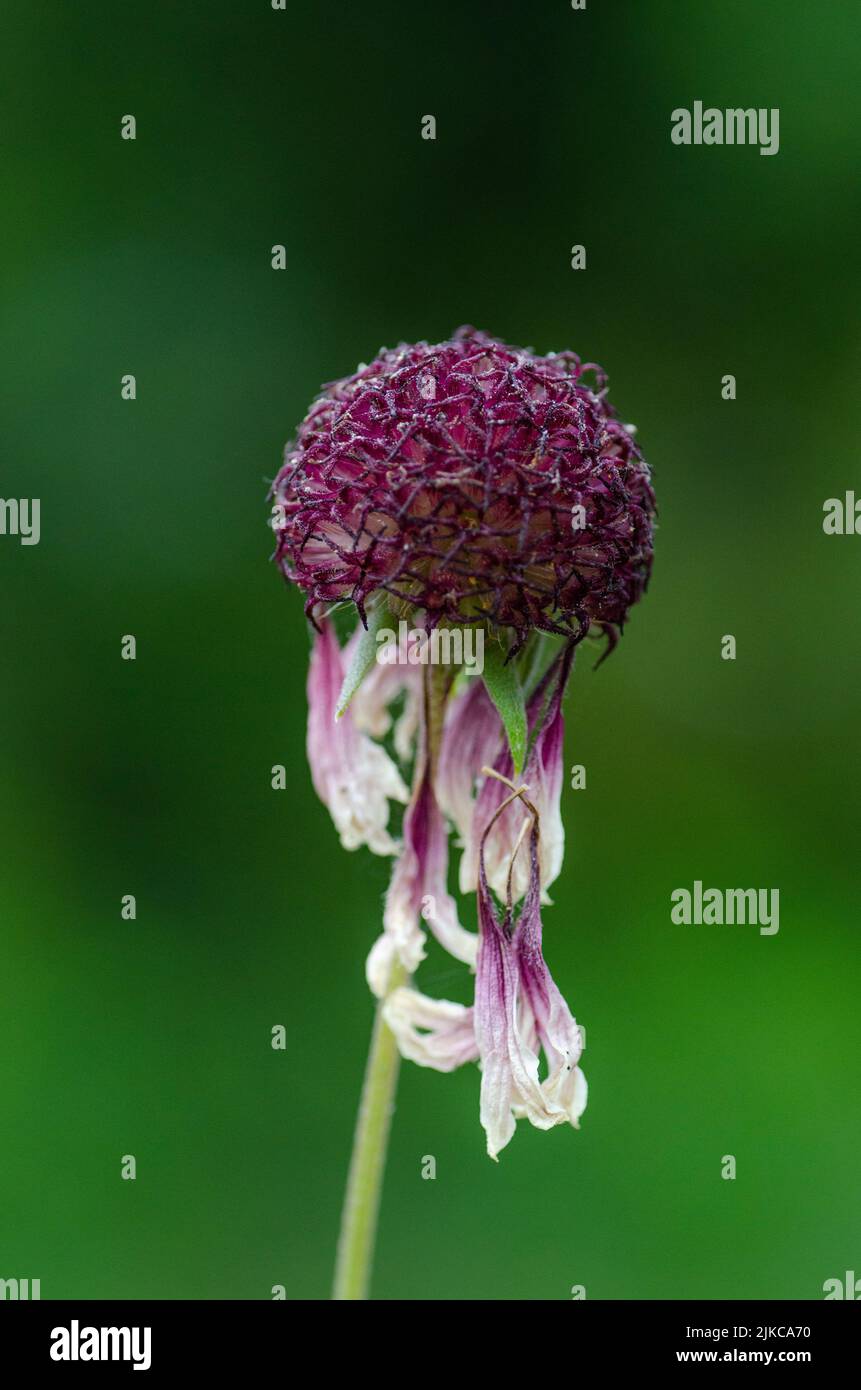 Wilting flower hi-res stock photography and images - Alamy