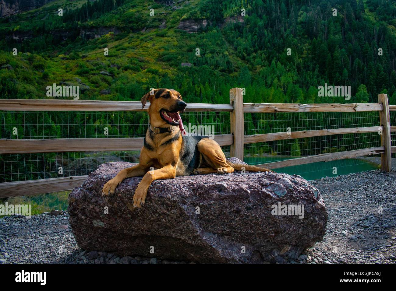 A big dog sitting on a rock in a park in Telluride, Colorado Stock ...