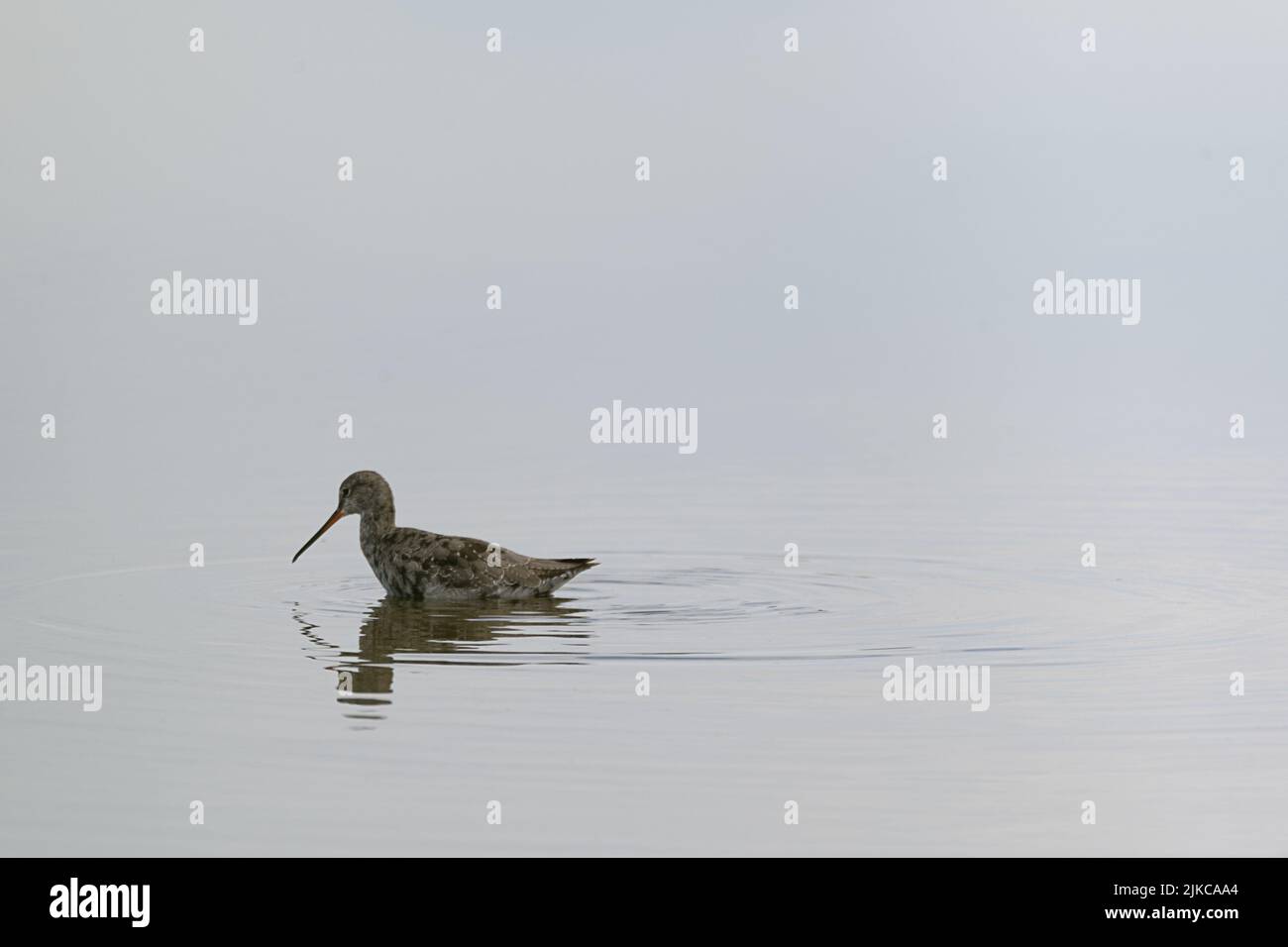 A single Long-billed Dowitcher (Limnodromus scolopaceus) on clean lake ...