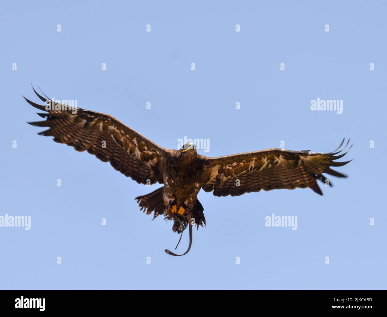 A close-up shot of a giant eagle with wide open wings flying in the ...